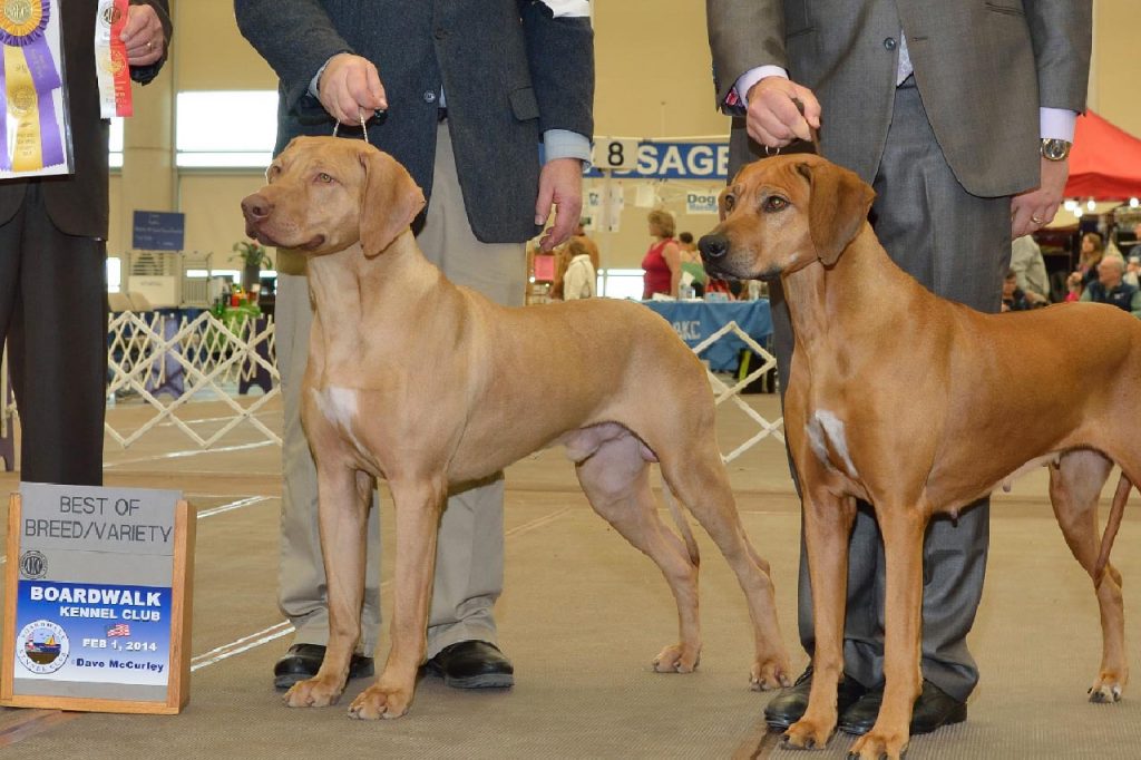 Rhodiesian Ridgeback Champion – Beauregard – Champion Rhodesian Ridgebacks