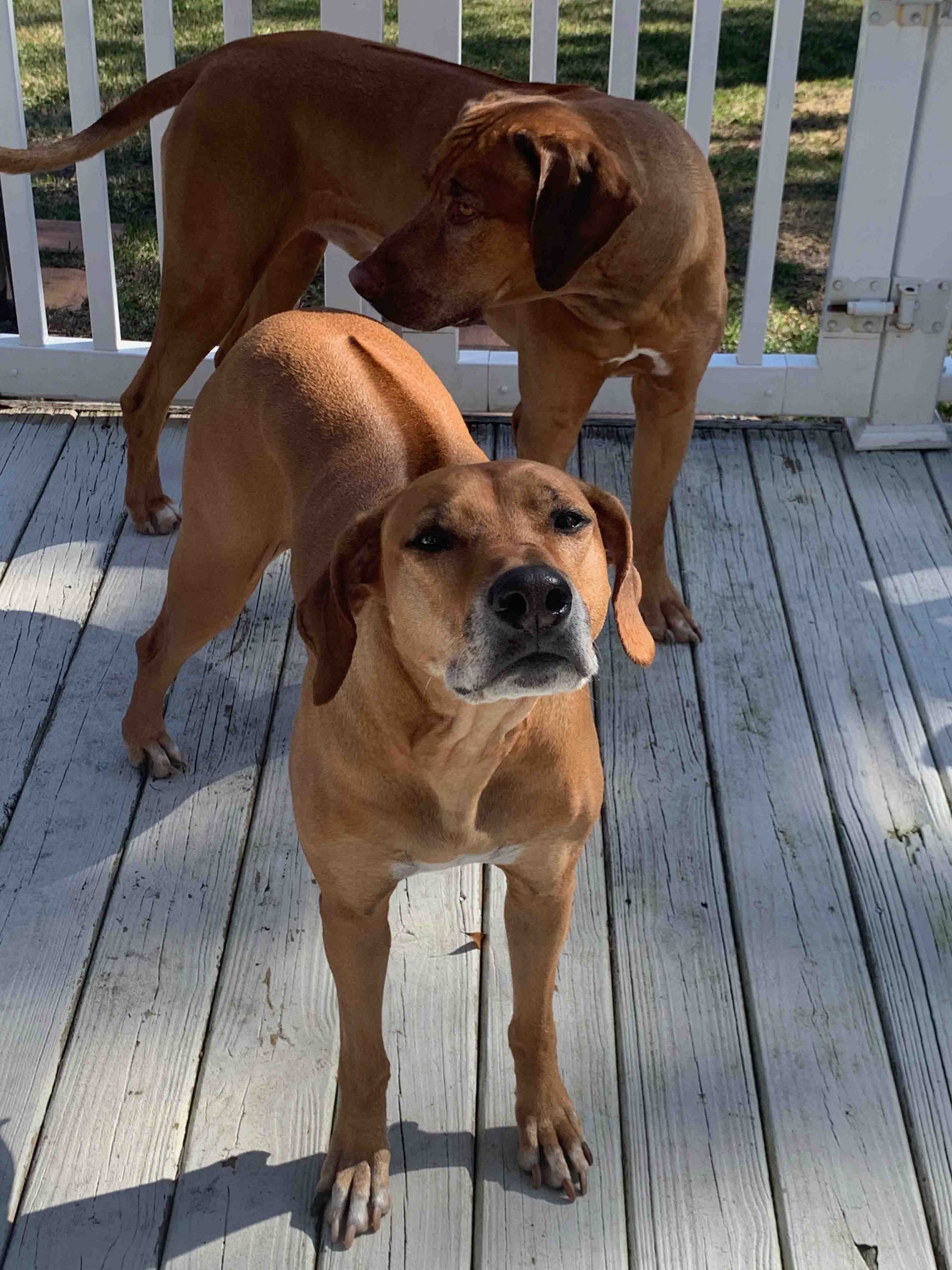 Scoop – Champion Rhodesian Ridgebacks