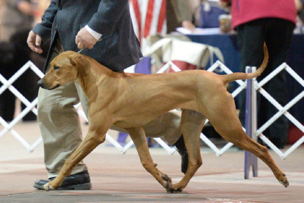 Champion Rhodesian Ridgebacks