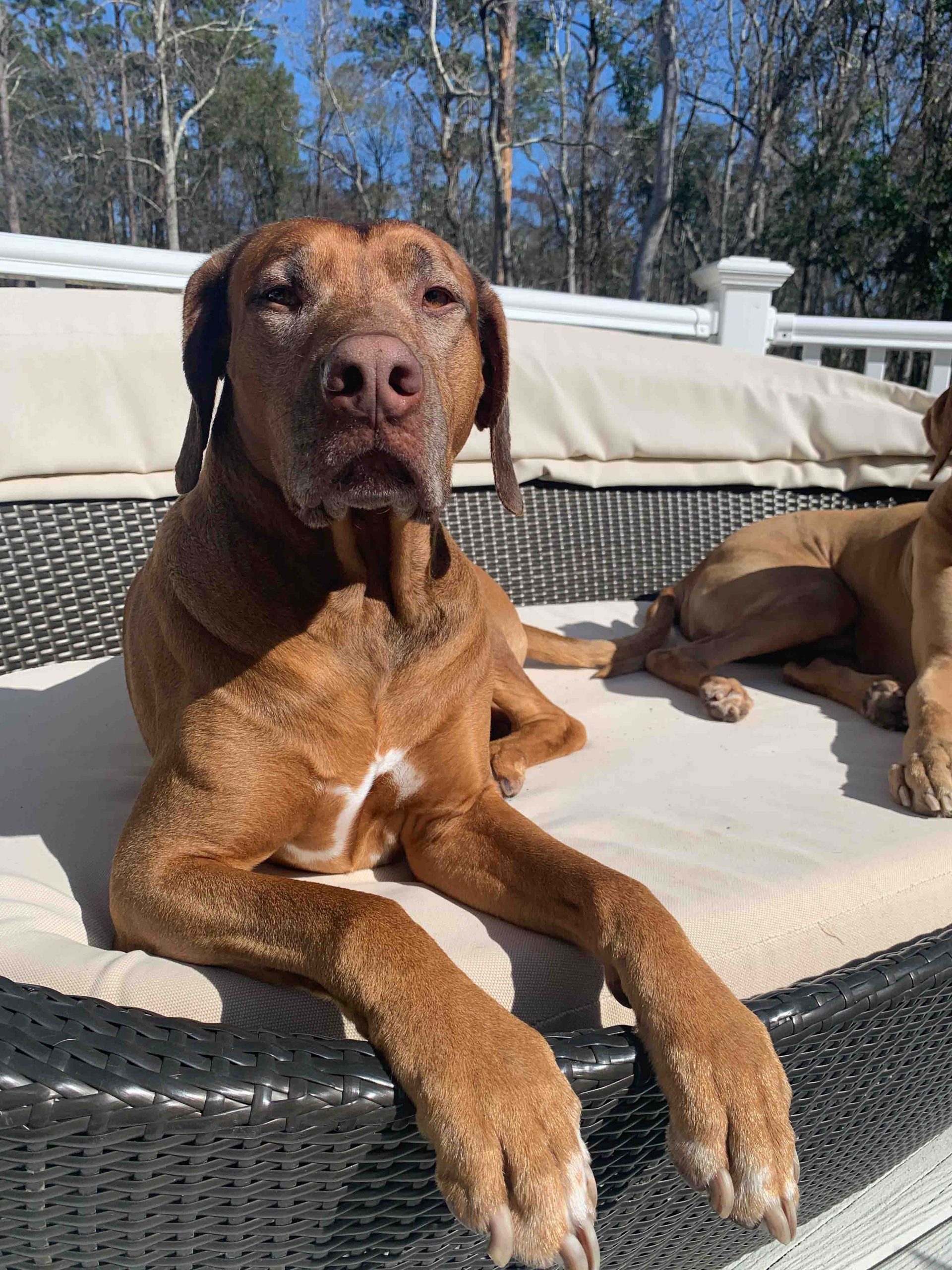 Scoop – Champion Rhodesian Ridgebacks