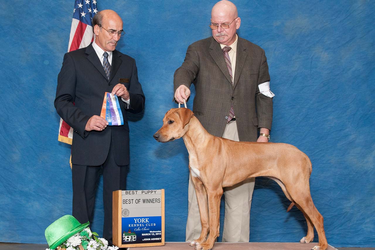 Rhodesian Ridgeback Champion – Lona Pia – Champion Rhodesian Ridgebacks