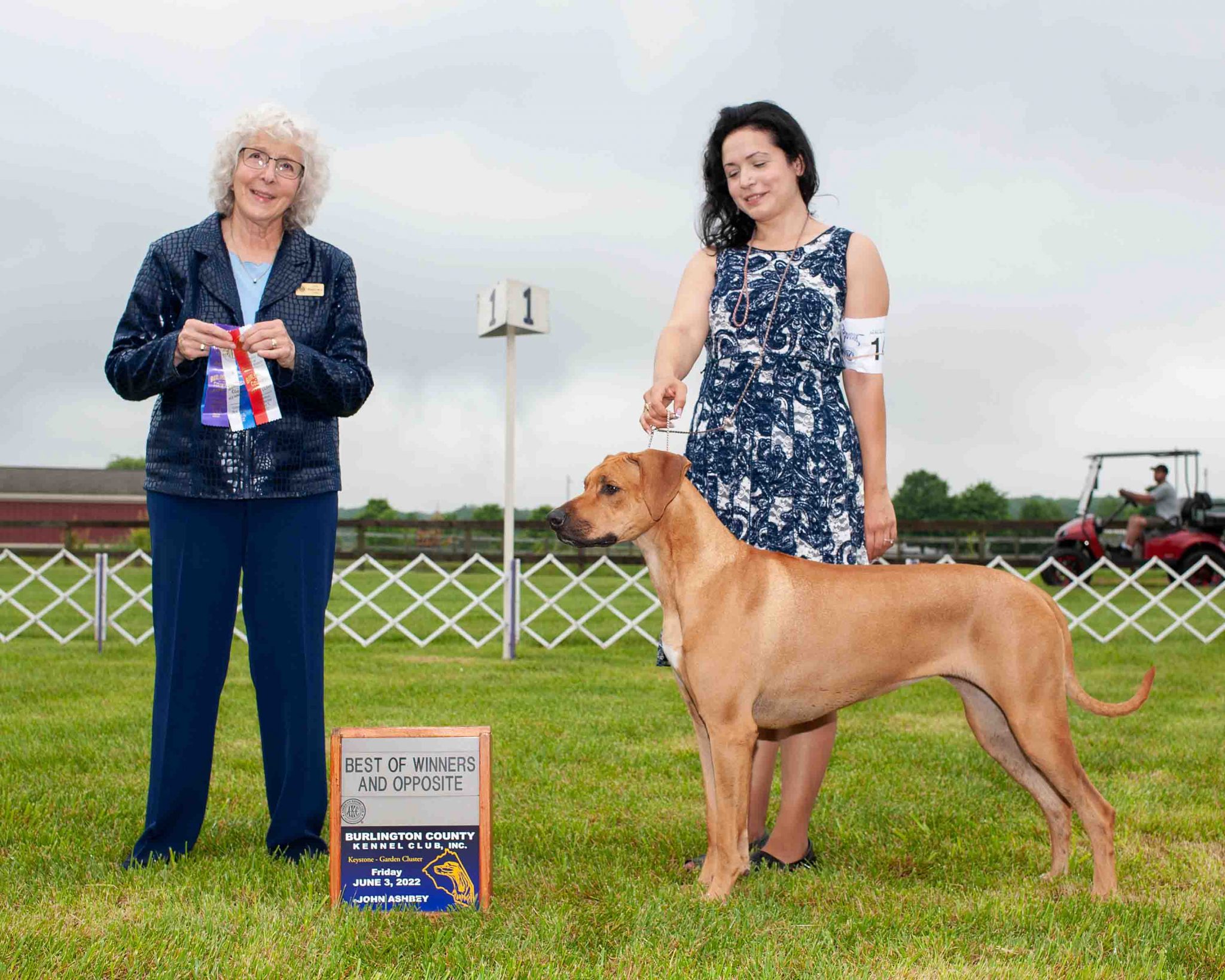 Scoop – Champion Rhodesian Ridgebacks
